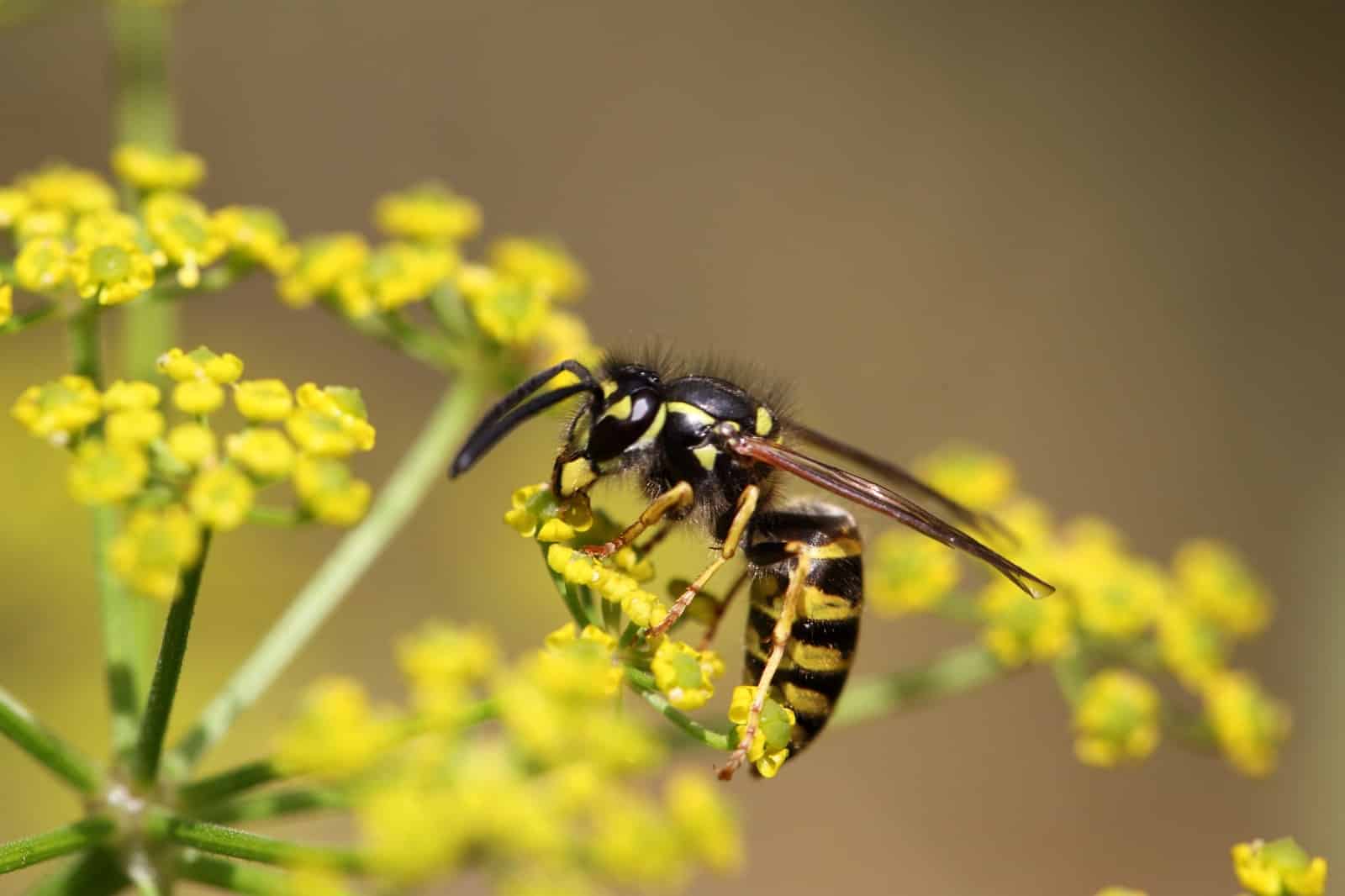 Wasp Removal Perth - Wasp Pest Control Perth - Removal Services